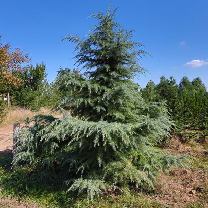 Cedr | Vzrostlé stromy